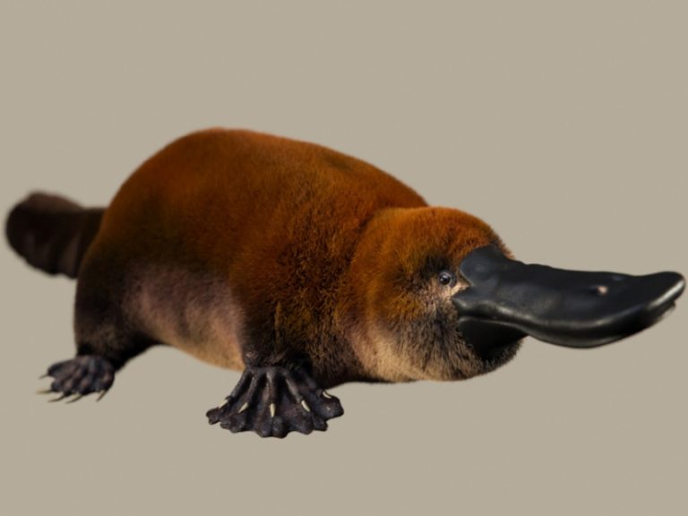 Patagonia Argentina: encontraron los restos del ornitorrinco más ...