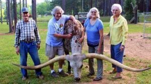 Poncho Via, el buey con los cuernos más largos del mundo - Billiken