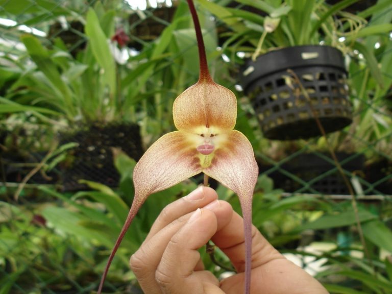 Drácula simia, la extraña flor que solo crece en Latinoamérica - Billiken