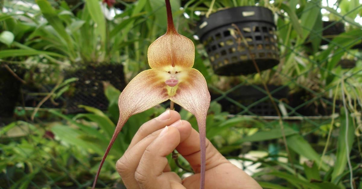 Drácula simia, la extraña flor que solo crece en Latinoamérica - Billiken