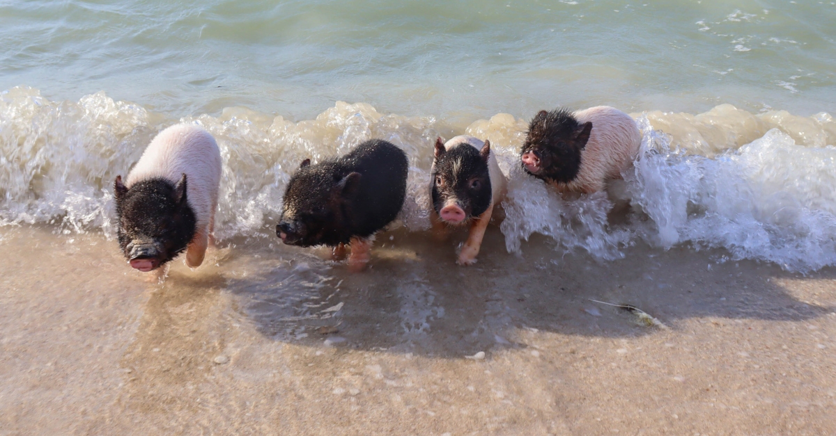 Pig Beach, la curiosa playa de México que está repleta de cerdos - Billiken