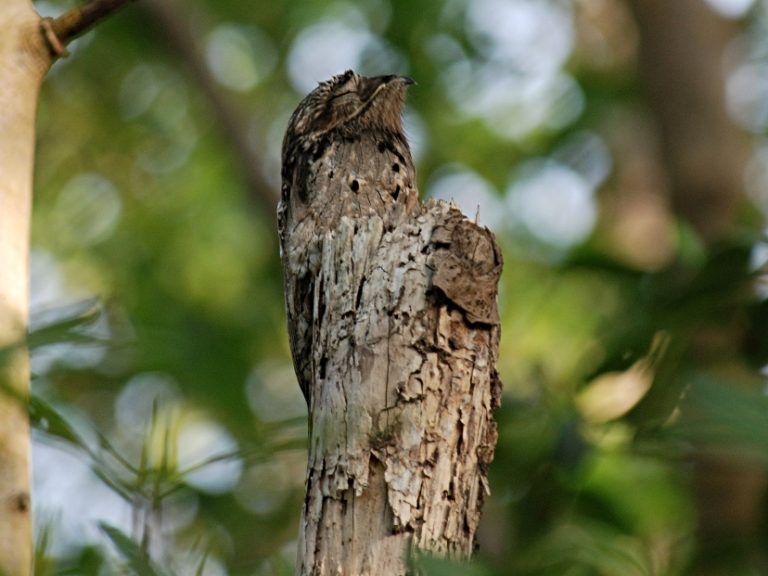 Potoo, un pájaro de Sudamérica que es experto en camuflaje - Billiken