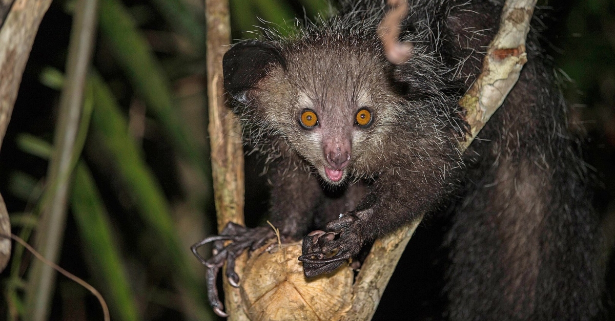 Aye-aye, el primate nocturno más grande del mundo - Billiken
