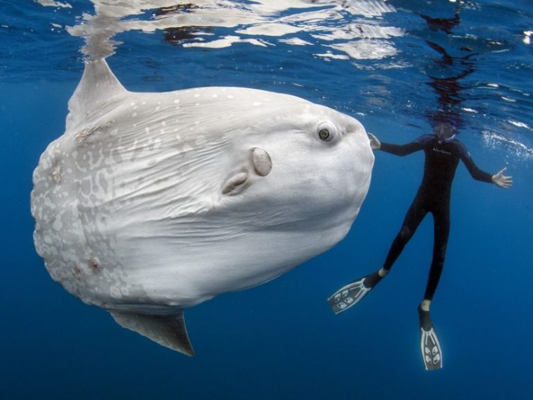 Mola mola: ¿dónde habita el pez óseo más pesado del mundo? - Billiken