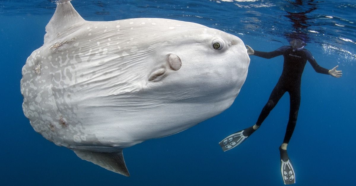 Mola mola: ¿dónde habita el pez óseo más pesado del mundo? - Billiken