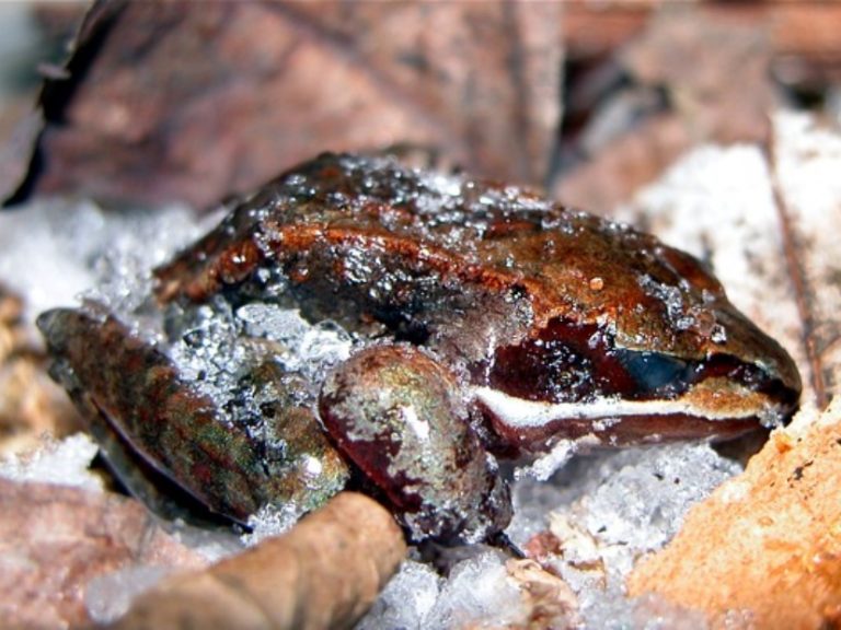 Rana de madera: la curiosa especie que se congela durante el invierno ...