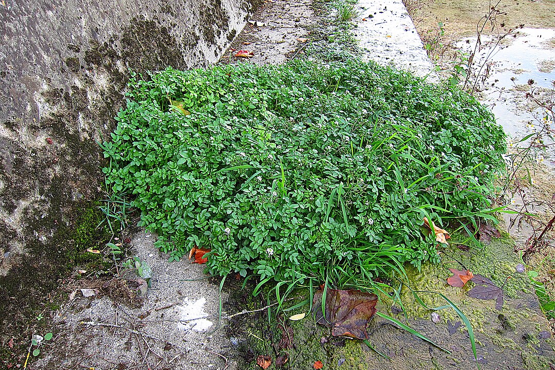 ¿Cuál es el alimento más saludable del mundo? - Billiken