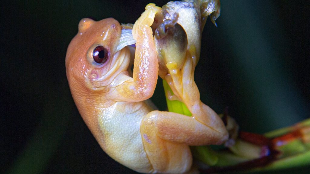 ¿Qué podrían tener en común las ranas y las abejas? - Billiken