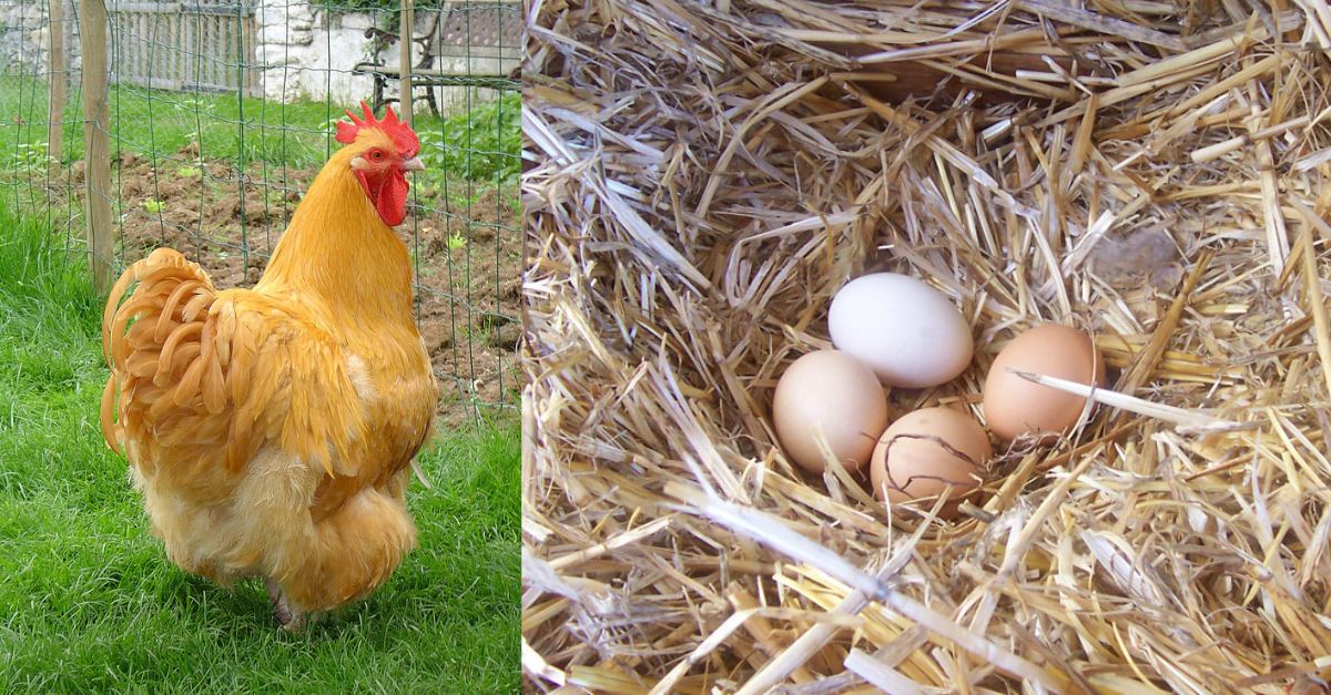 Duda resuelta: ¿qué fue primero, el huevo o la gallina? - Billiken