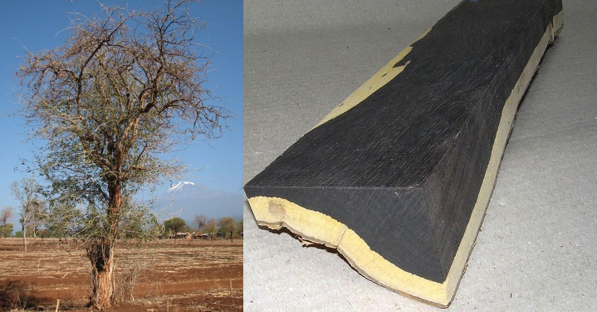 Granadillo negro, el extraño árbol que tiene una de las maderas más ...