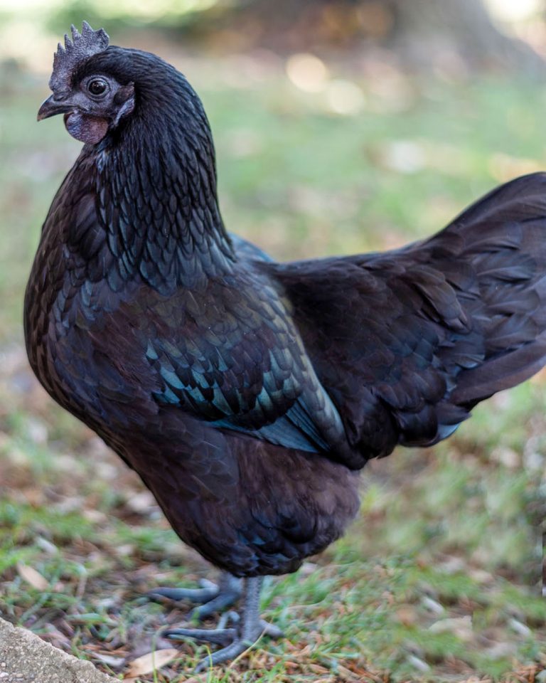Ayam Cemani, el extraño pollo negro que es oriundo de Indonesia - Billiken