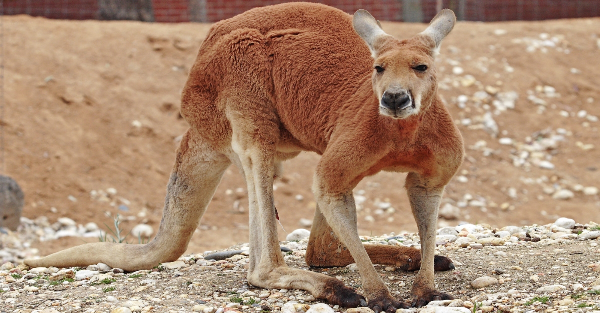 Macropus rufus, el canguro más grande del mundo - Billiken