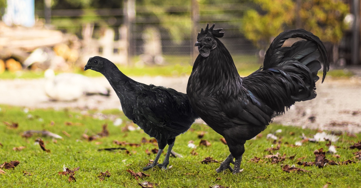Ayam Cemani, el extraño pollo negro que es oriundo de Indonesia - Billiken