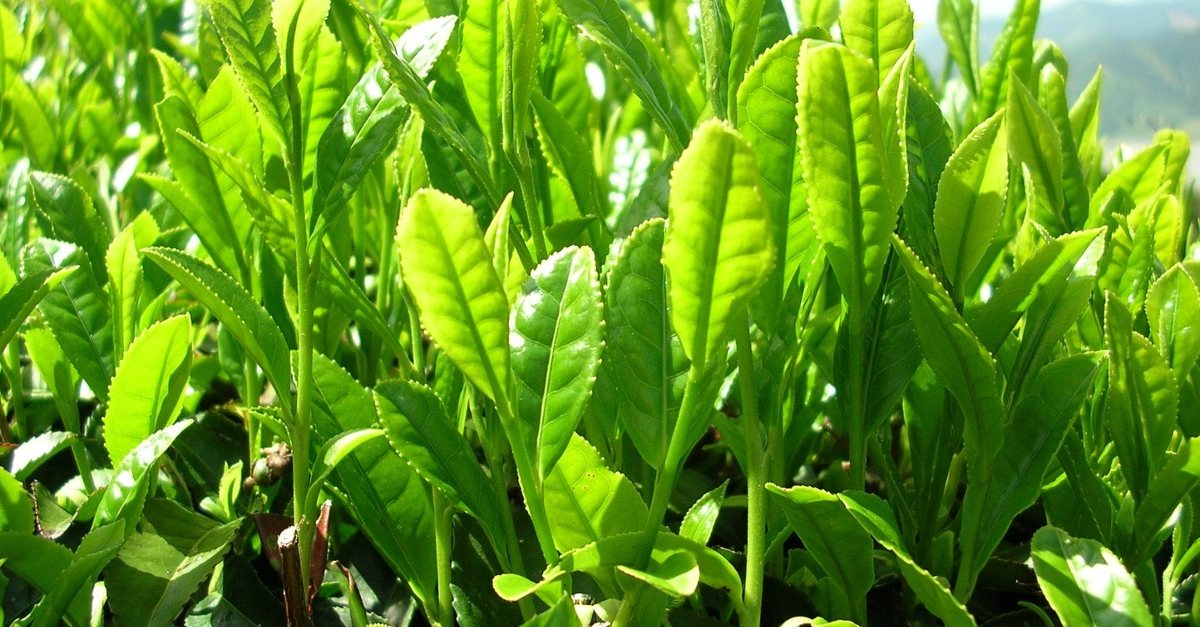 ¿Sabías que Argentina es el mayor productor de hojas de té en América ...