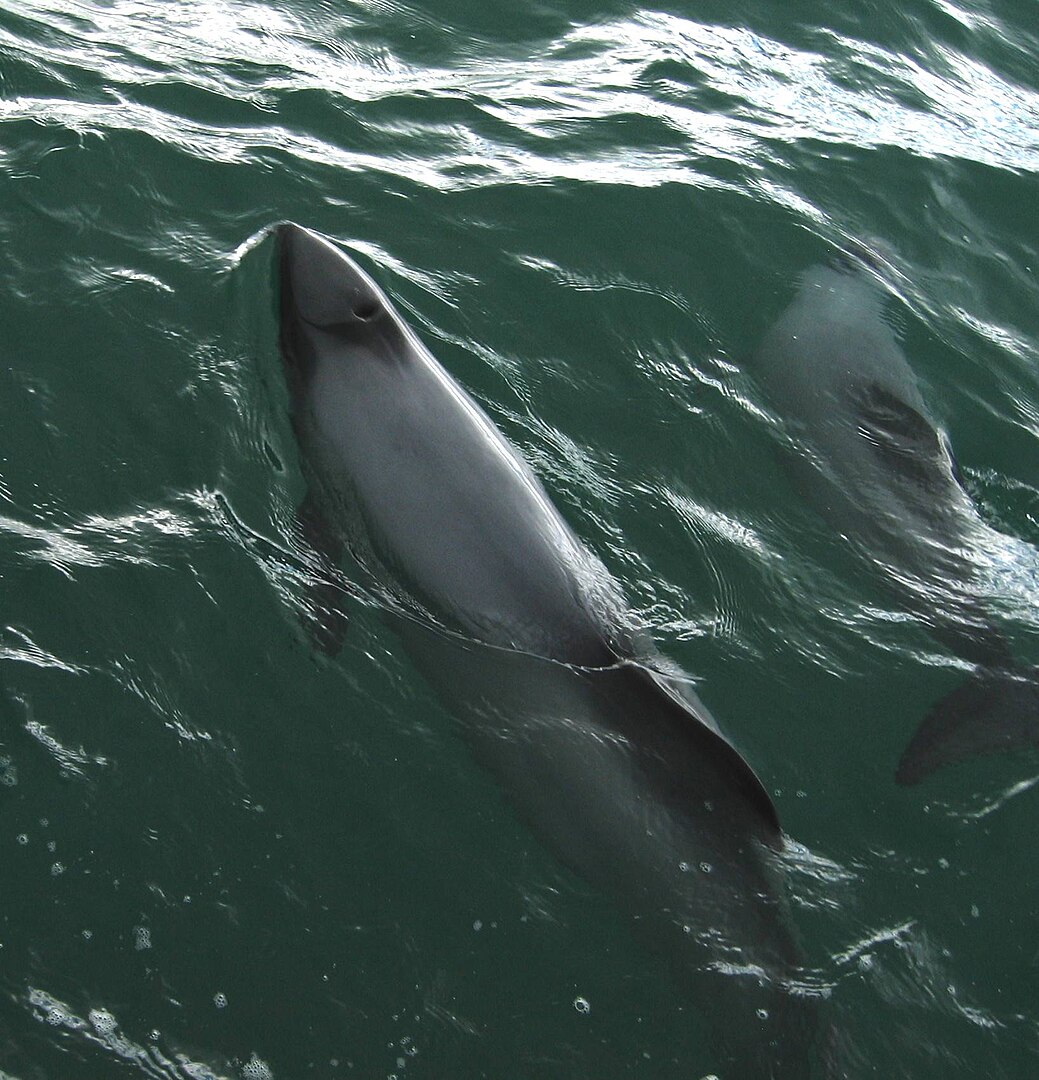 ¿Cuál es la especie de delfines más pequeña del mundo? - Billiken