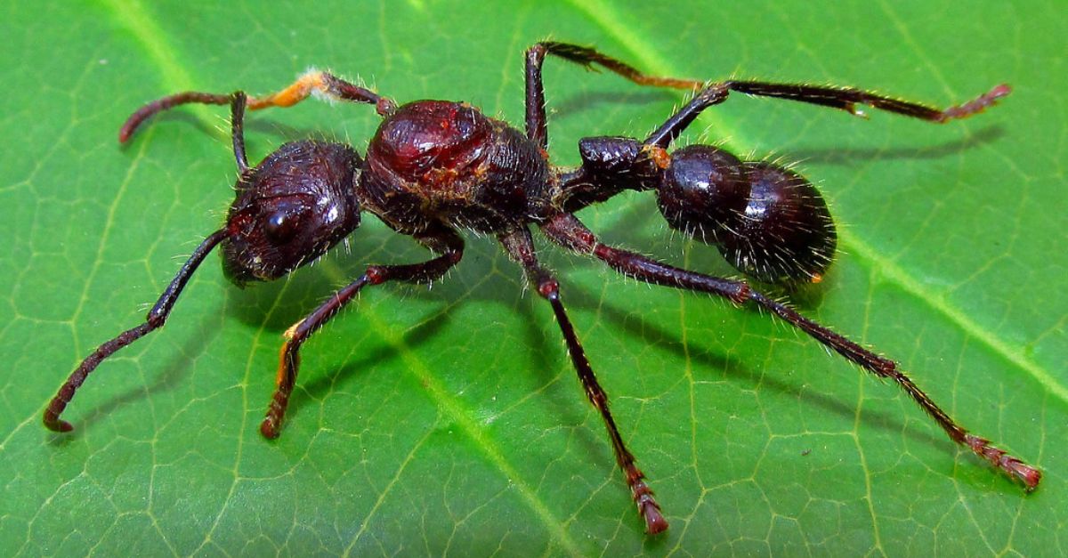 Hormiga bala: el insecto que tiene la picadura más dolorosa del mundo ...