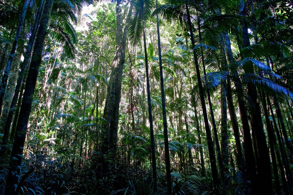 ¿Qué es un bosque tropical? - Billiken