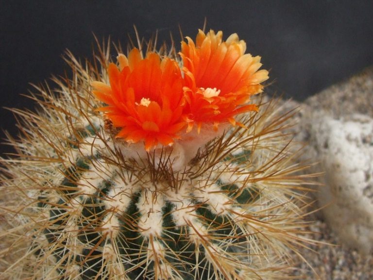 “Parodia aureicentra”, el pequeño cactus que solo crece en un parque ...
