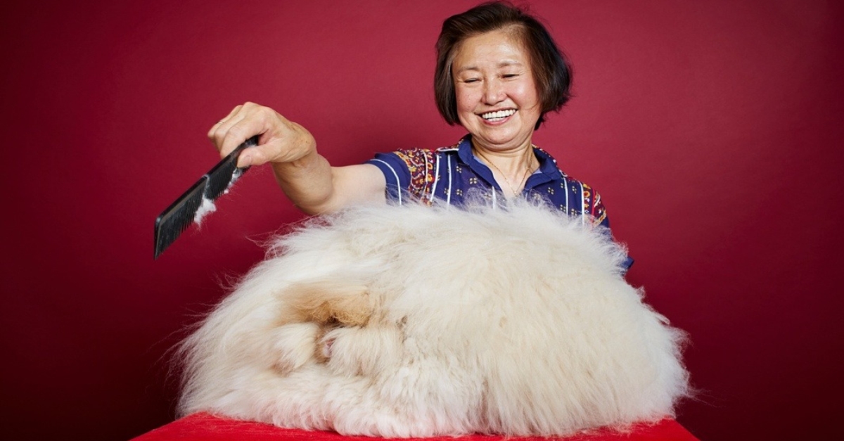 Angora, la increíble especie de conejos con pelo largo - Billiken