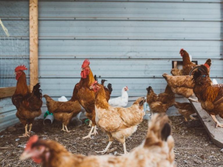 El pollo que comemos ¿es gallo o gallina? ¿existe alguna diferencia ...