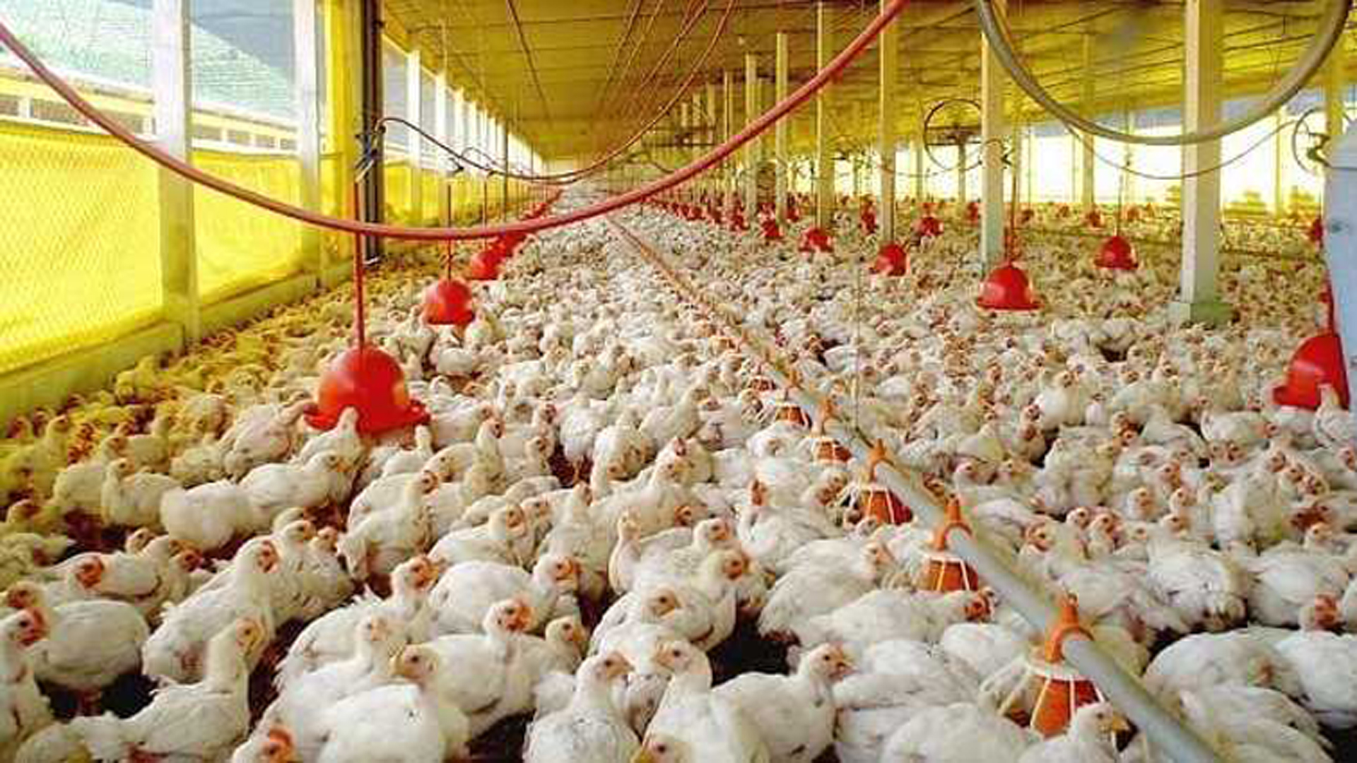 El pollo que comemos ¿es gallo o gallina? ¿existe alguna diferencia ...