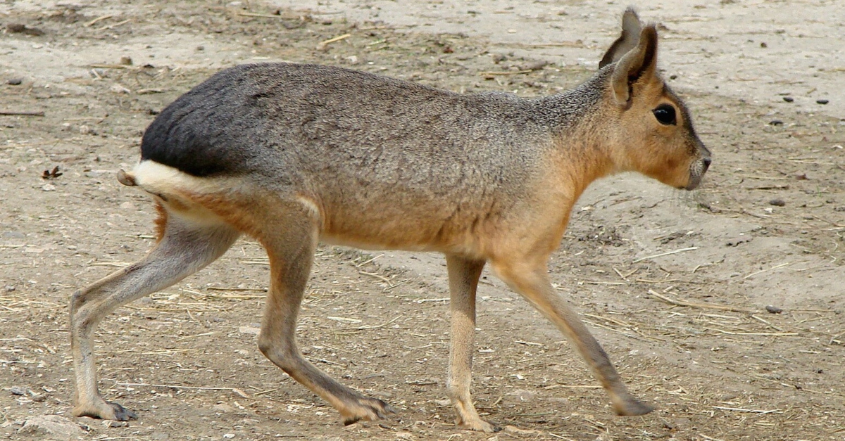 Mara, el curioso roedor que solo habita en Argentina - Billiken