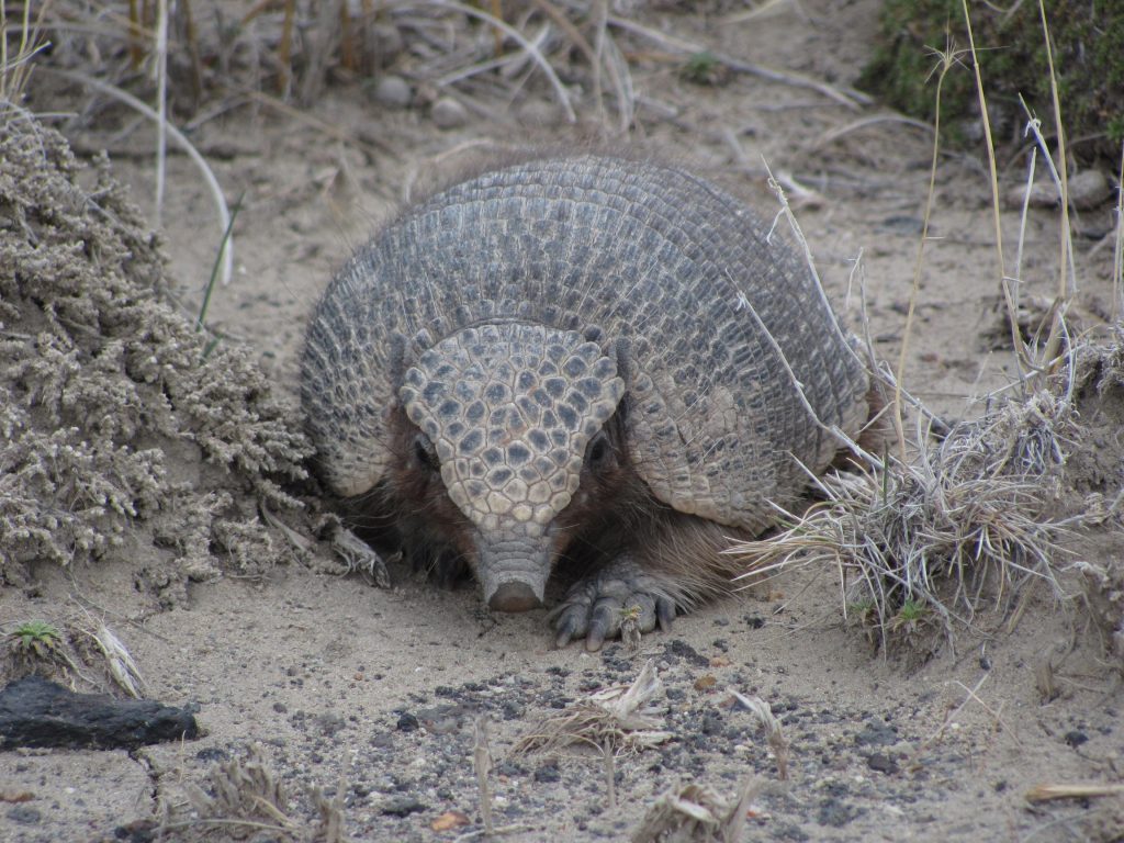 El piche patagónico, un mamífero popular en el sur de Argentina - Billiken