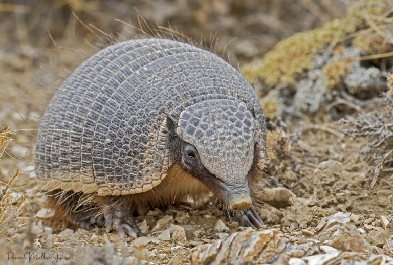 El piche patagónico, un mamífero popular en el sur de Argentina - Billiken