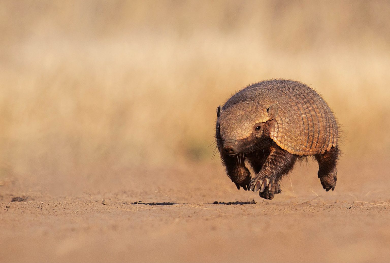 El piche patagónico, un mamífero popular en el sur de Argentina - Billiken