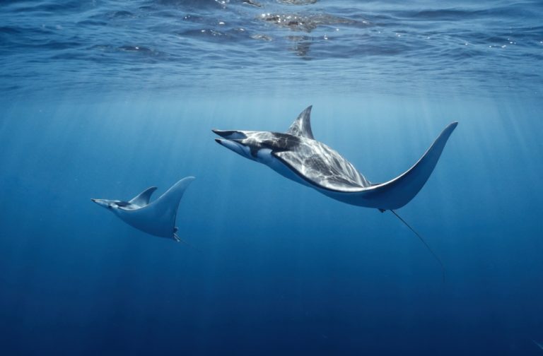 Mantarraya diablo: una especie gigante que está al borde de la ...