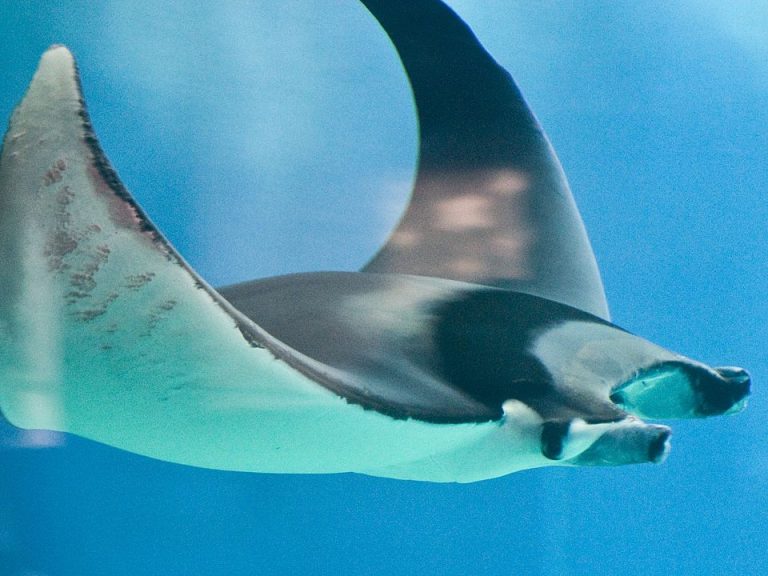 Mantarraya diablo: una especie gigante que está al borde de la ...