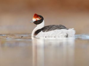 Macá tobiano: un pájaro de la Patagonia que es único en el mundo y está ...
