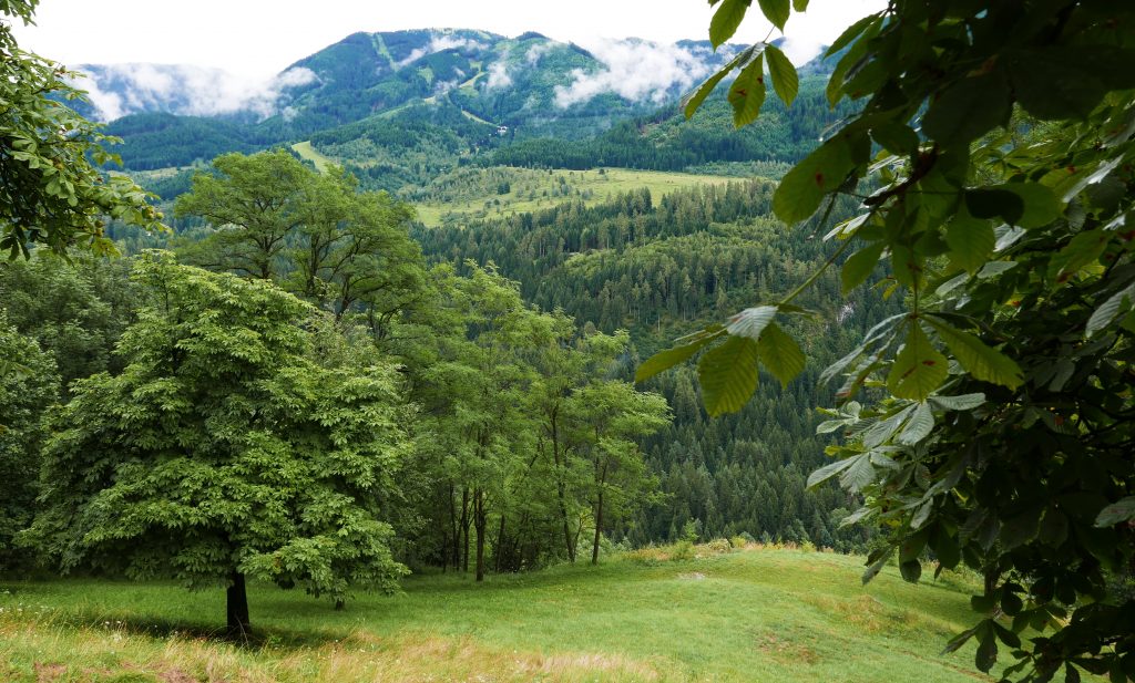 ¿Qué es un bioma? - Billiken