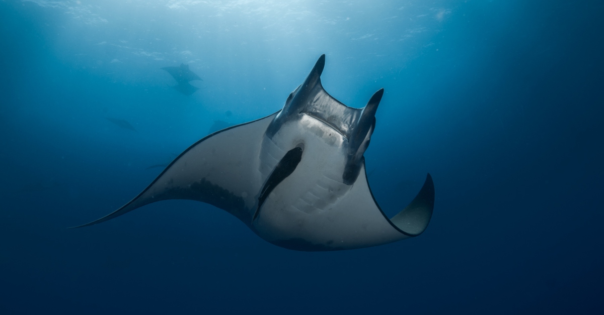 Mantarraya diablo: una especie gigante que está al borde de la ...