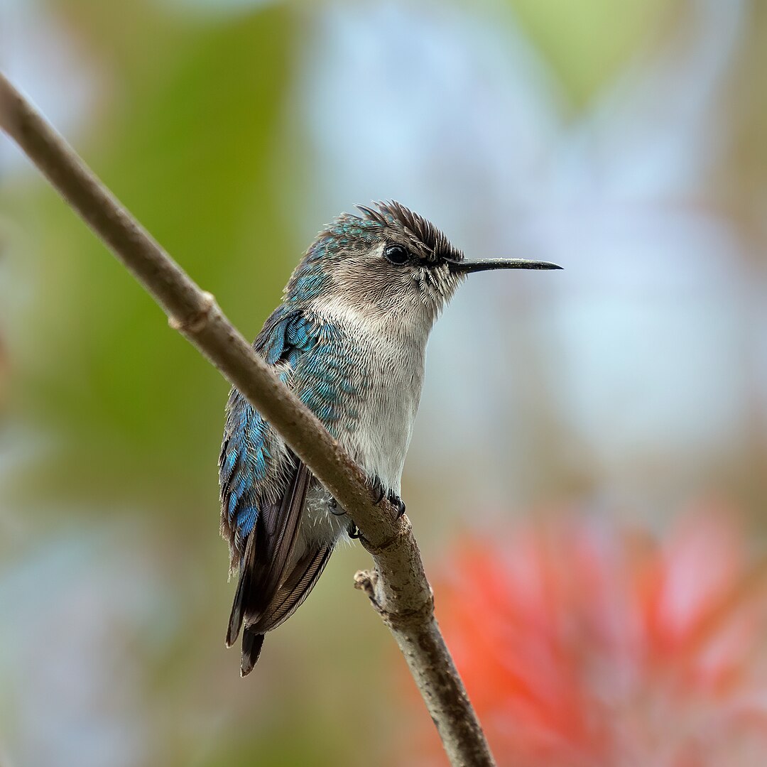 ¿Cuál es el colibrí más pequeño del mundo? - Billiken