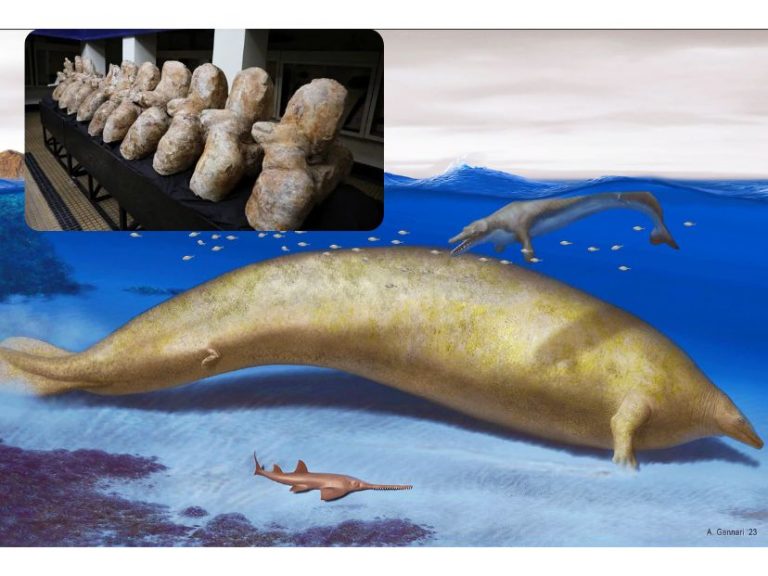 Encontraron en Perú restos fósiles del animal más pesado de la Tierra ...