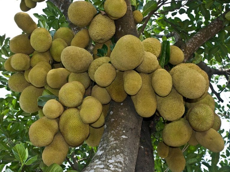 ¿Cuál es y cuánto pesa la fruta más grande del mundo? - Billiken