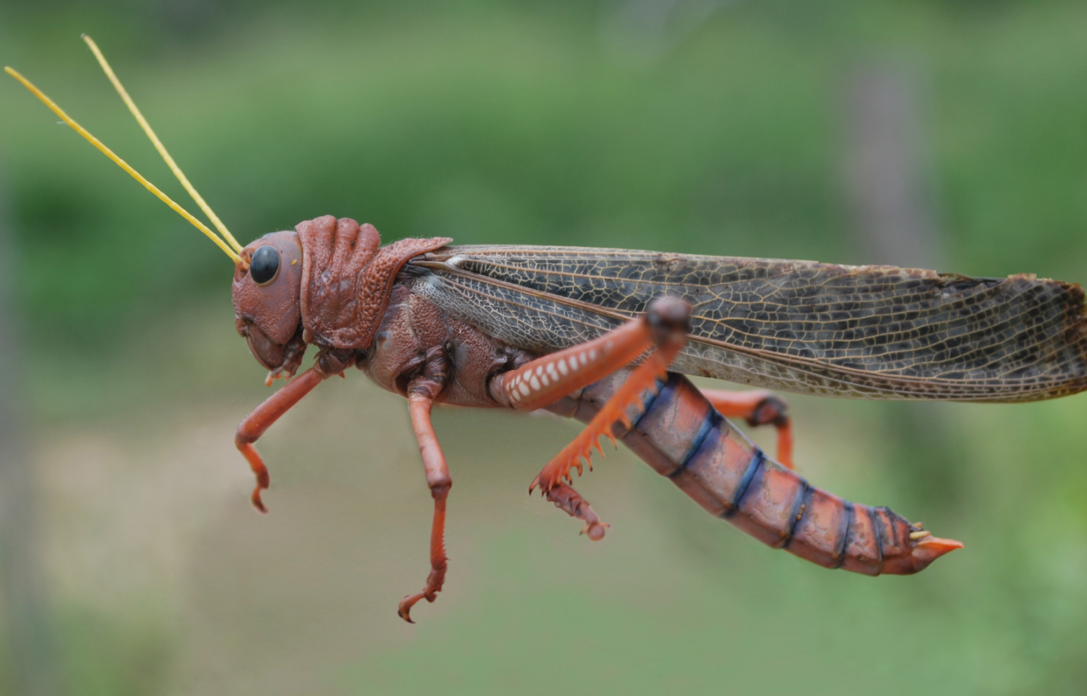 Descubrí cuáles son los 4 insectos más grandes de Latinoamérica - Billiken