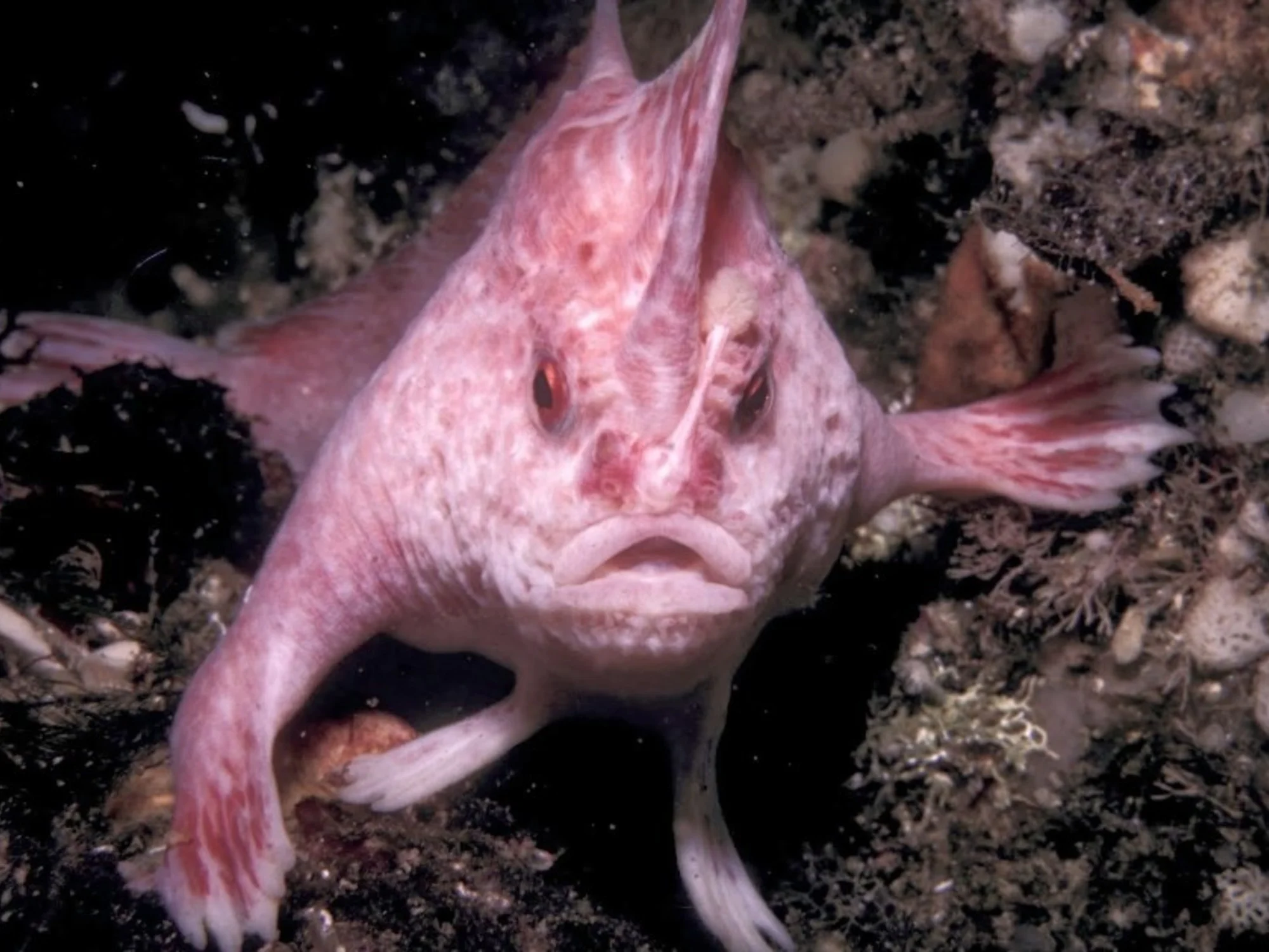 Conocé a los 5 animales más raros del mundo - Billiken