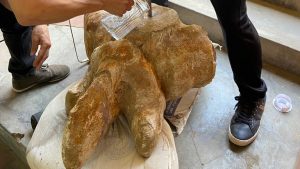 Encontraron en Perú restos fósiles del animal más pesado de la Tierra ...