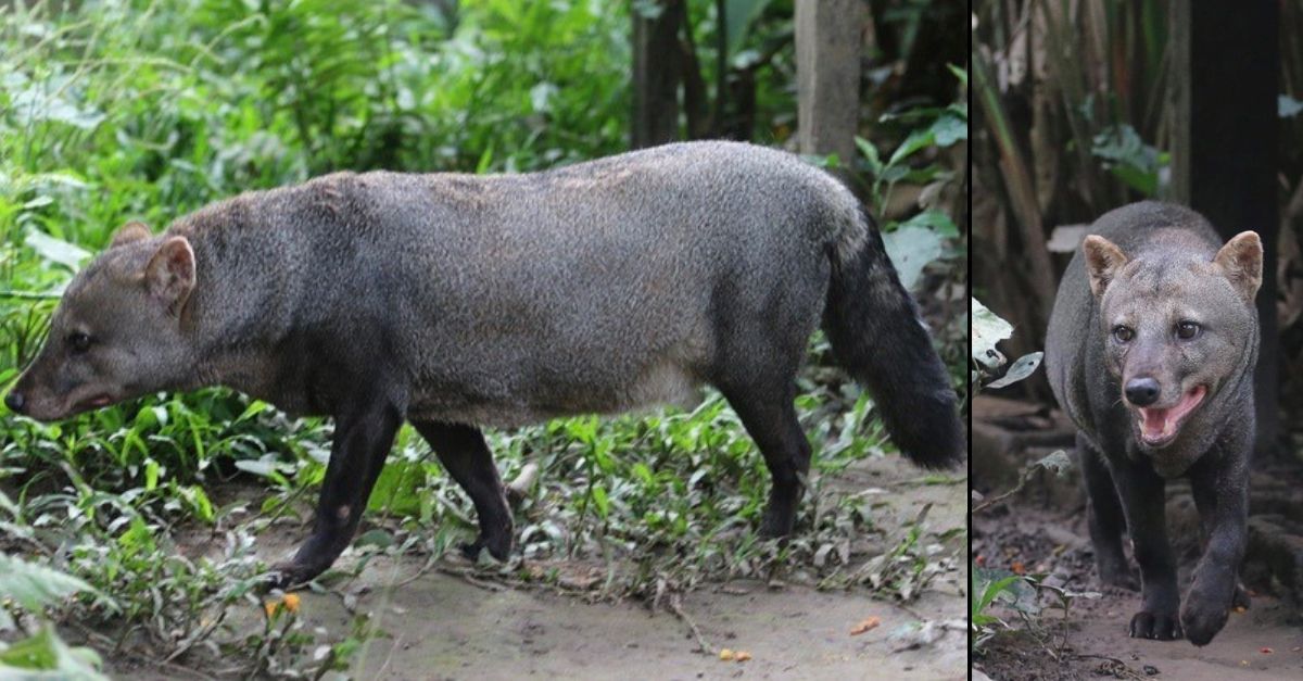 Perro de orejas cortas: el extraño animal del Amazonas que se mueve ...