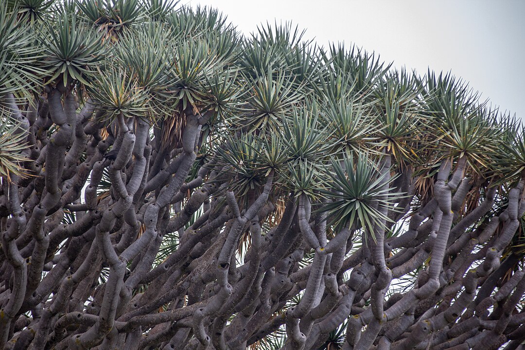 Drago Milenario, el gigantesco árbol histórico de España que tiene un ...