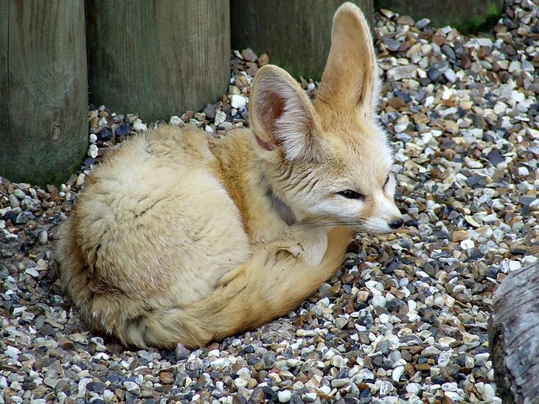 Fénec, un pequeño zorro con orejas gigantes que solo habita en África y ...