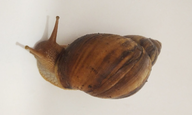 Animales invasores: ¿qué especies exóticas existen y en qué países ...