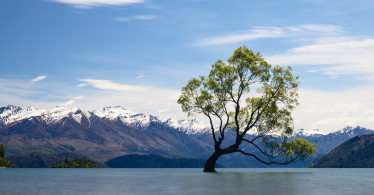 Sauce Wanaka, el árbol más famoso de Nueva Zelanda - Billiken