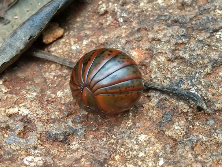 El poder extraordinario del bicho bolita que no conocías - Billiken