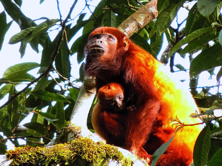 Mono aullador, la especie en peligro de extinción que buscan salvar en ...