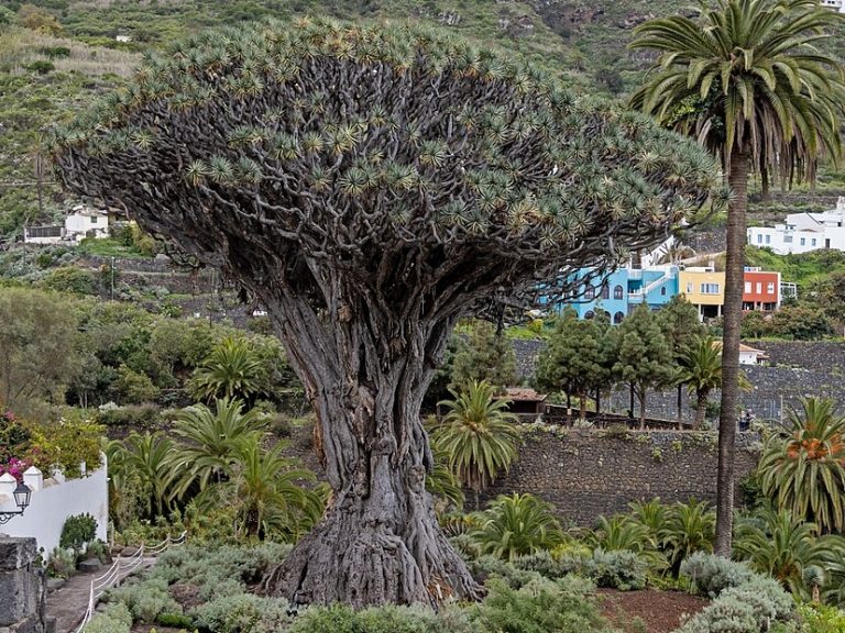 Drago Milenario, el gigantesco árbol histórico de España que tiene un ...