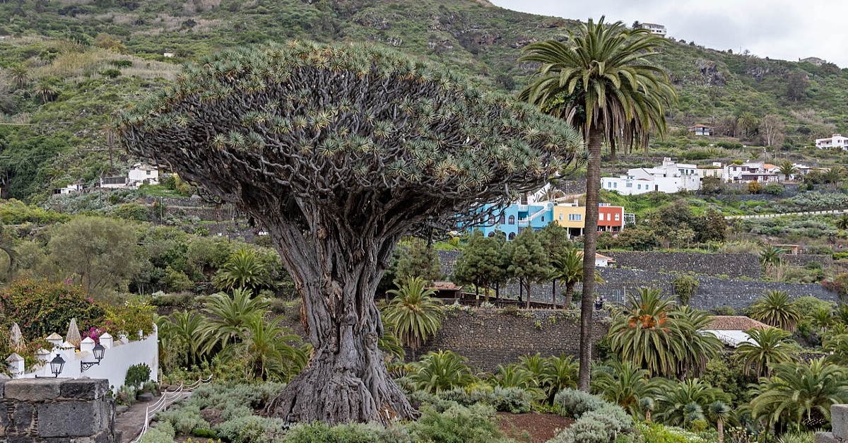 Drago Milenario, el gigantesco árbol histórico de España que tiene un ...