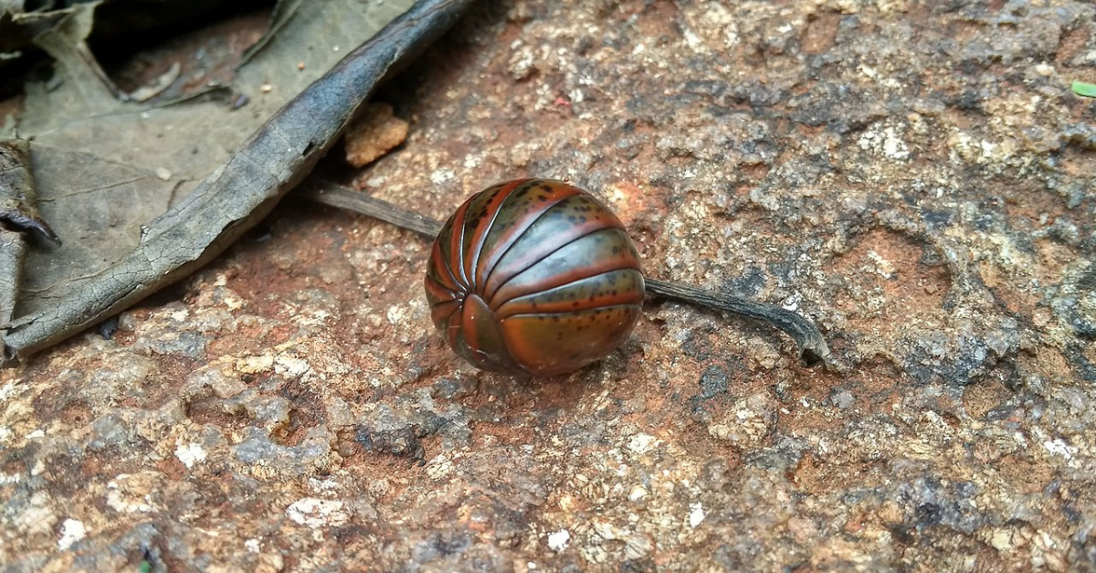 El poder extraordinario del bicho bolita que no conocías - Billiken